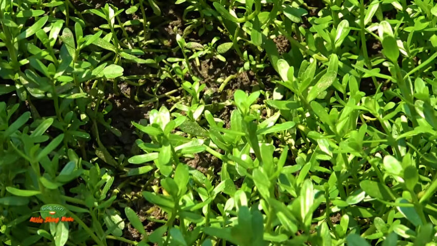 Rice Crepe and Bitter Herb - mlefood.com